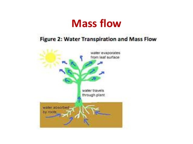 MECHANISMS OF NUTRIENT UPTAKE FROM SOIL