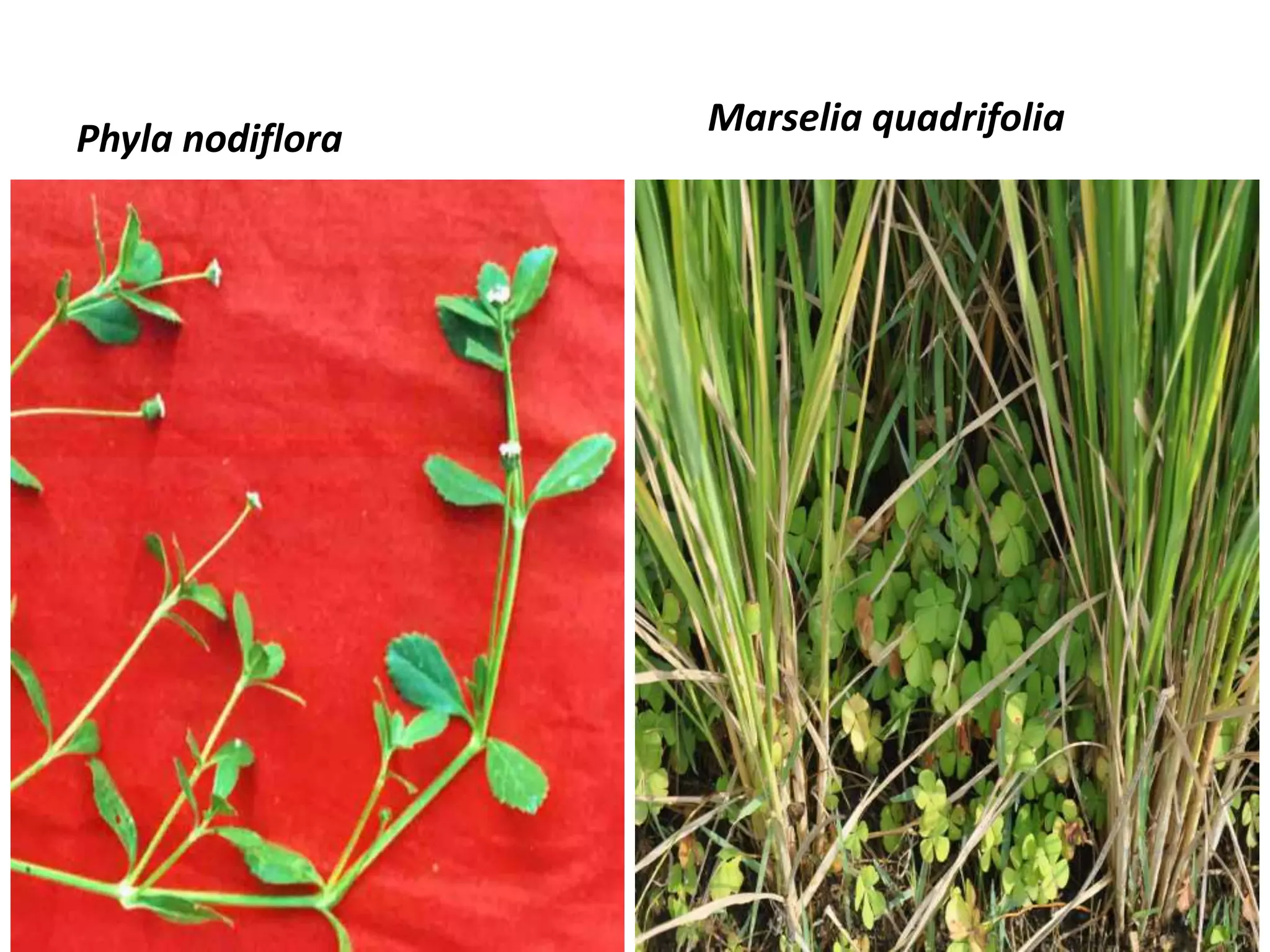 WEED MANAGEMENT IN TRANSPLANTED RICE | PPTX