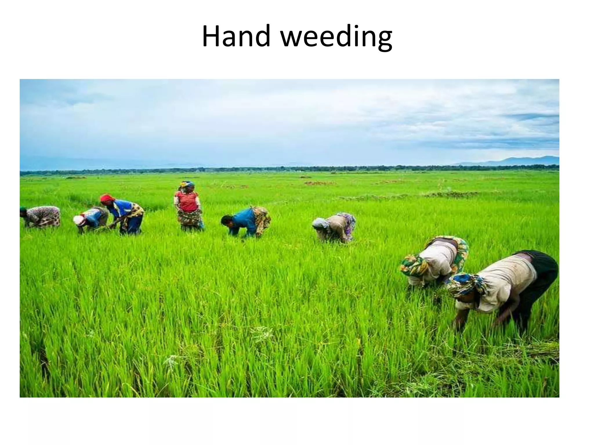 WEED MANAGEMENT IN TRANSPLANTED RICE | PPTX