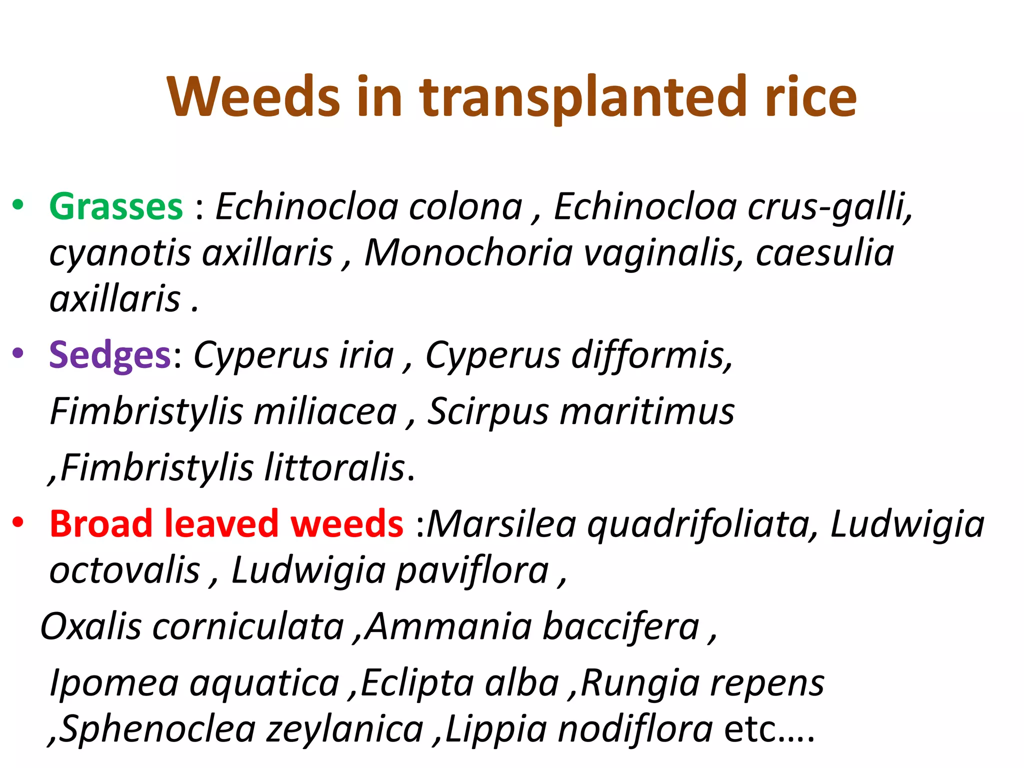 WEED MANAGEMENT IN TRANSPLANTED RICE | PPTX