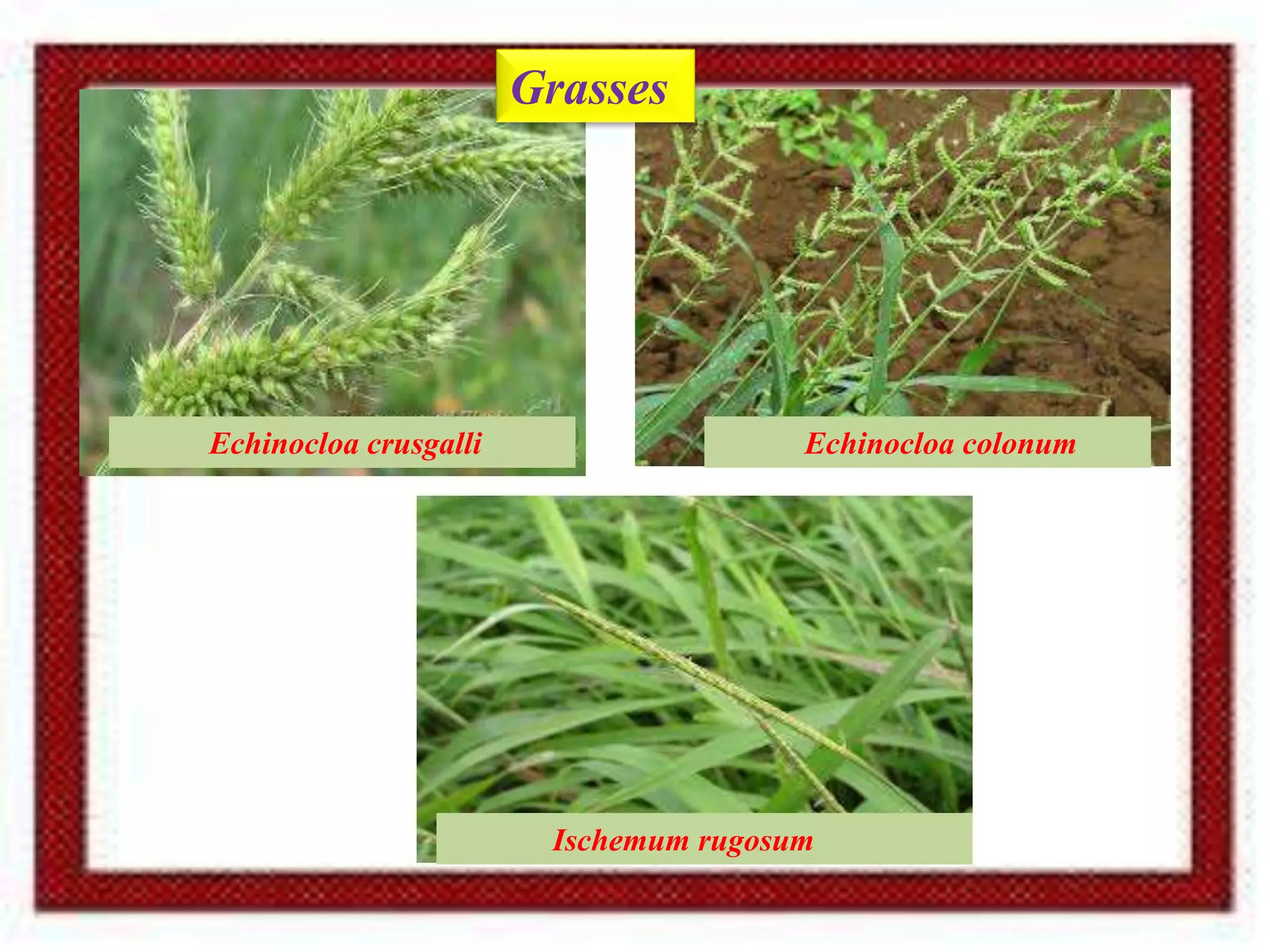 WEED MANAGEMENT IN TRANSPLANTED RICE | PPTX