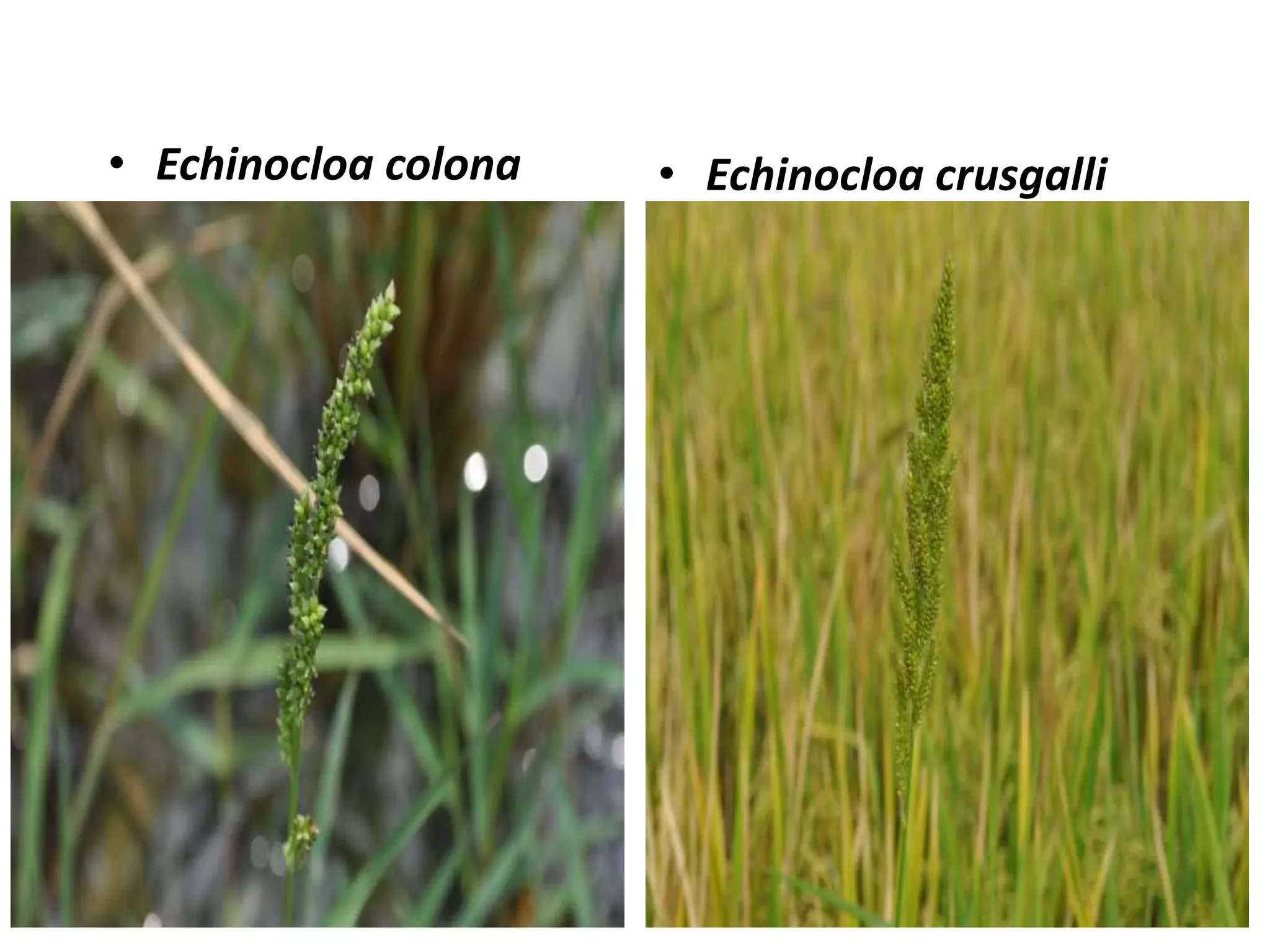 WEED MANAGEMENT IN TRANSPLANTED RICE | PPTX