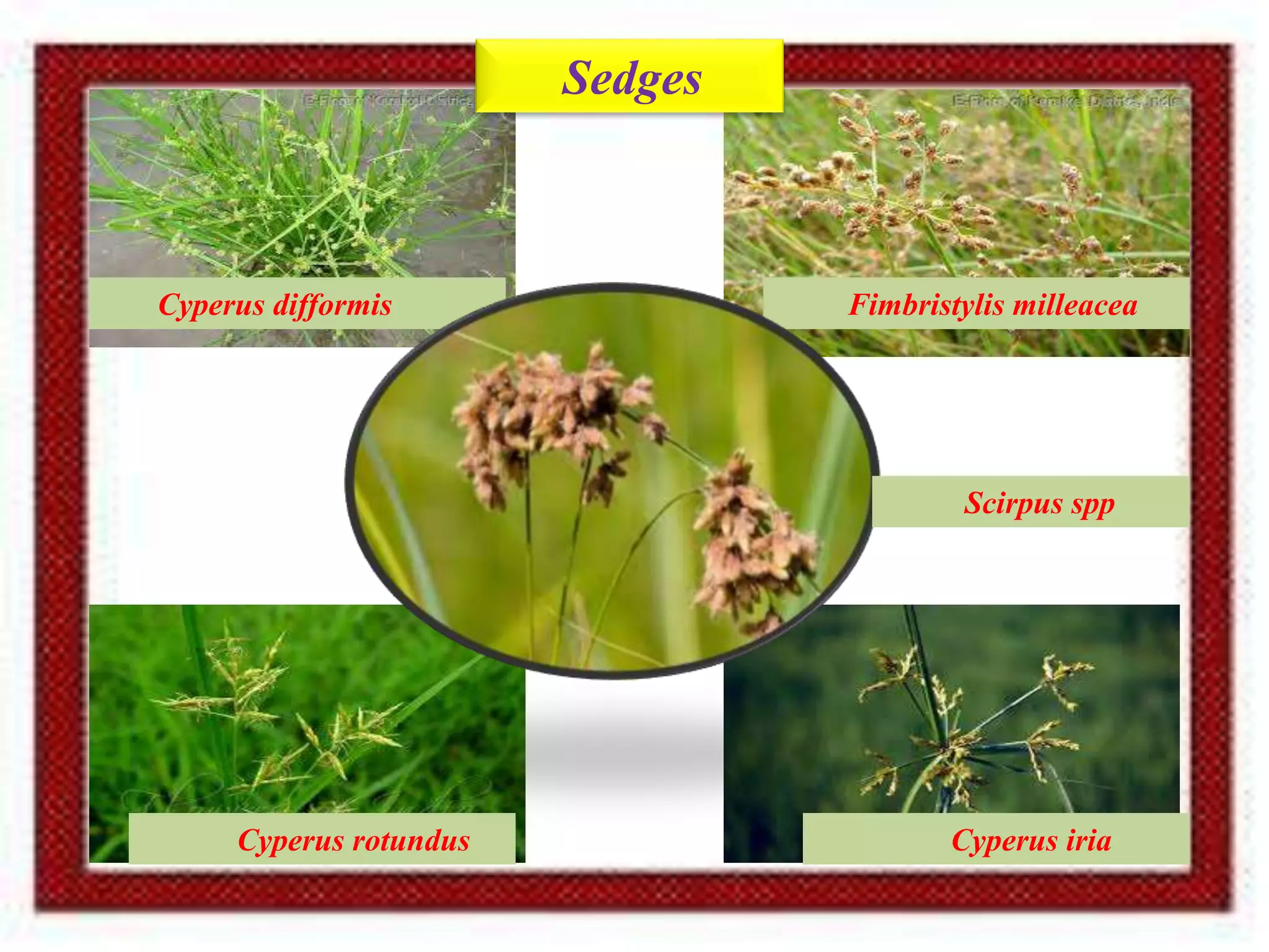 WEED MANAGEMENT IN TRANSPLANTED RICE | PPTX