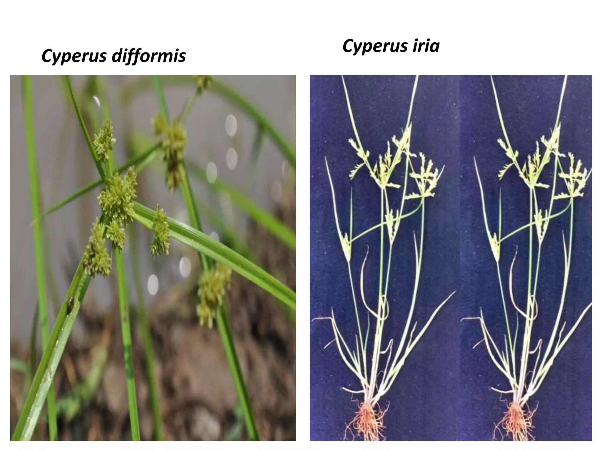 WEED MANAGEMENT IN TRANSPLANTED RICE | PPTX