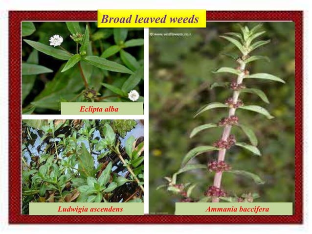 WEED MANAGEMENT IN TRANSPLANTED RICE | PPTX