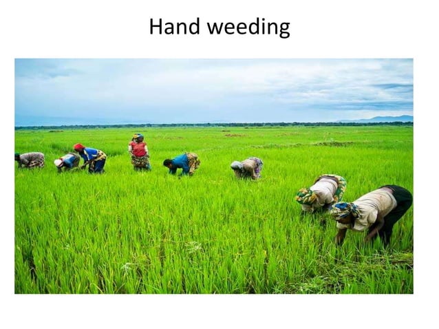 WEED MANAGEMENT IN TRANSPLANTED RICE | PPTX