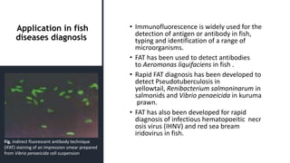 use of immunological tools in fish diseased diagnosis | PPTX