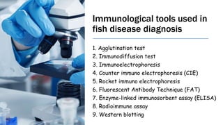use of immunological tools in fish diseased diagnosis | PPTX