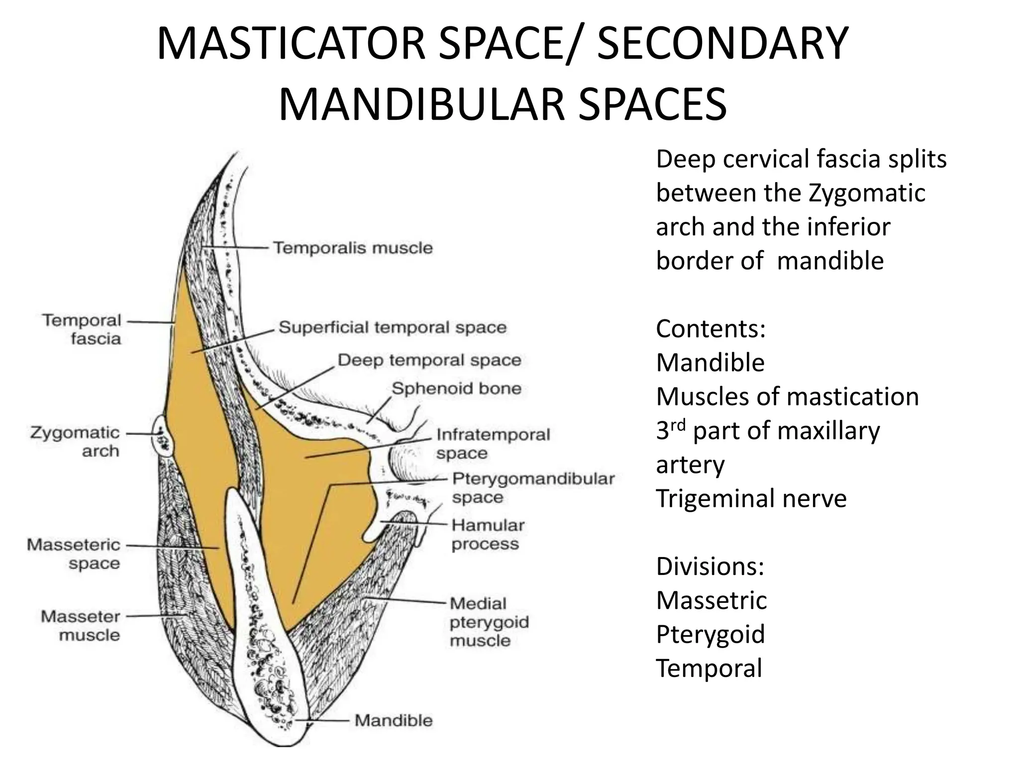 srp head and neck space infections UG.pptx