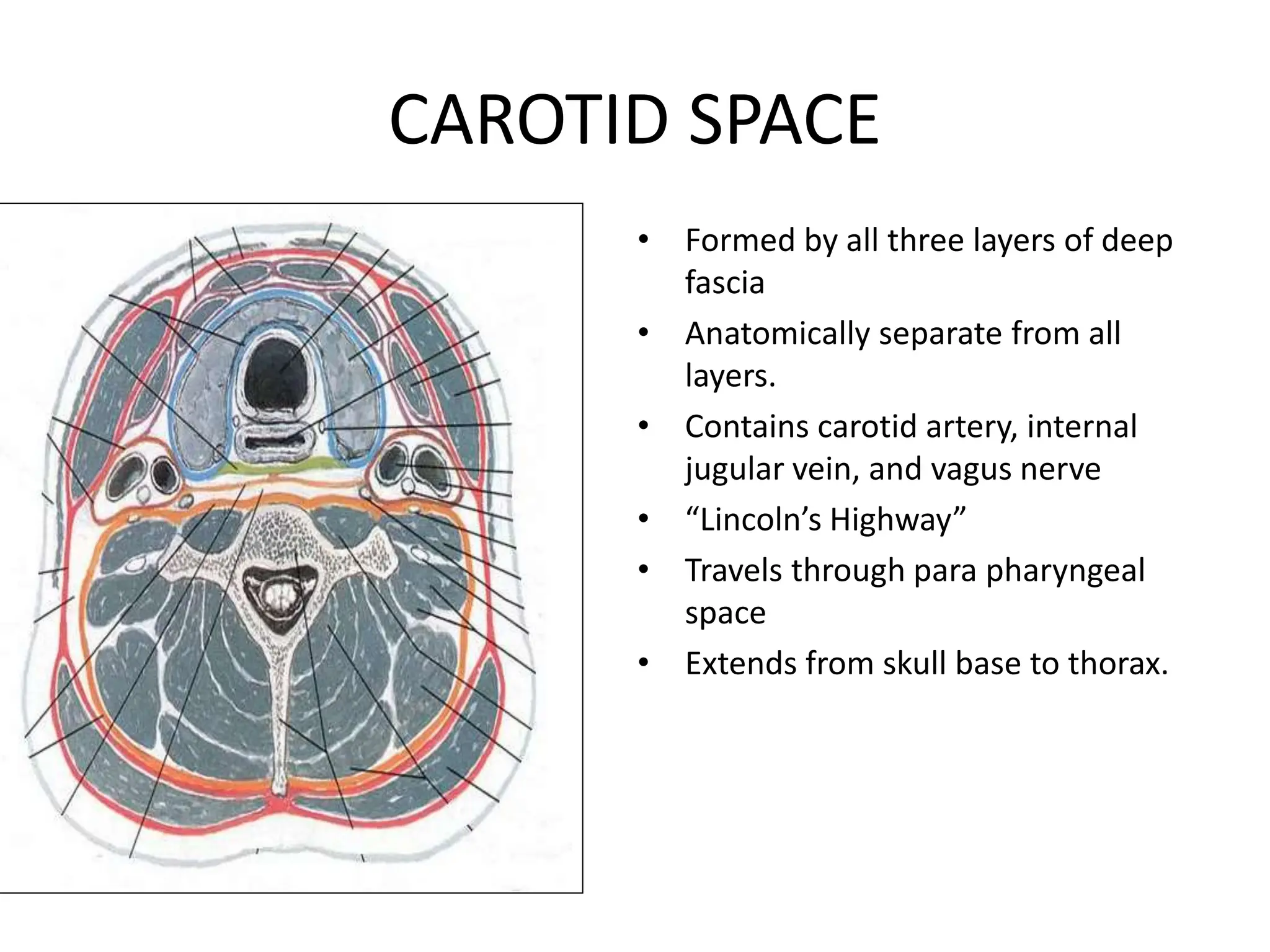 srp head and neck space infections UG.pptx