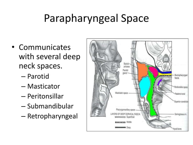 srp head and neck space infections UG.pptx