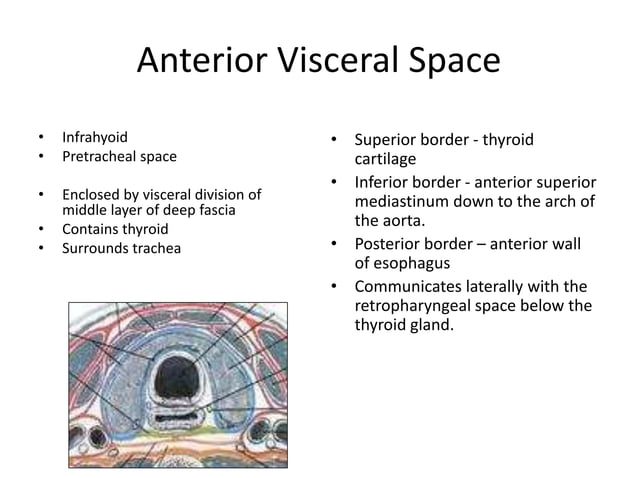 srp head and neck space infections UG.pptx