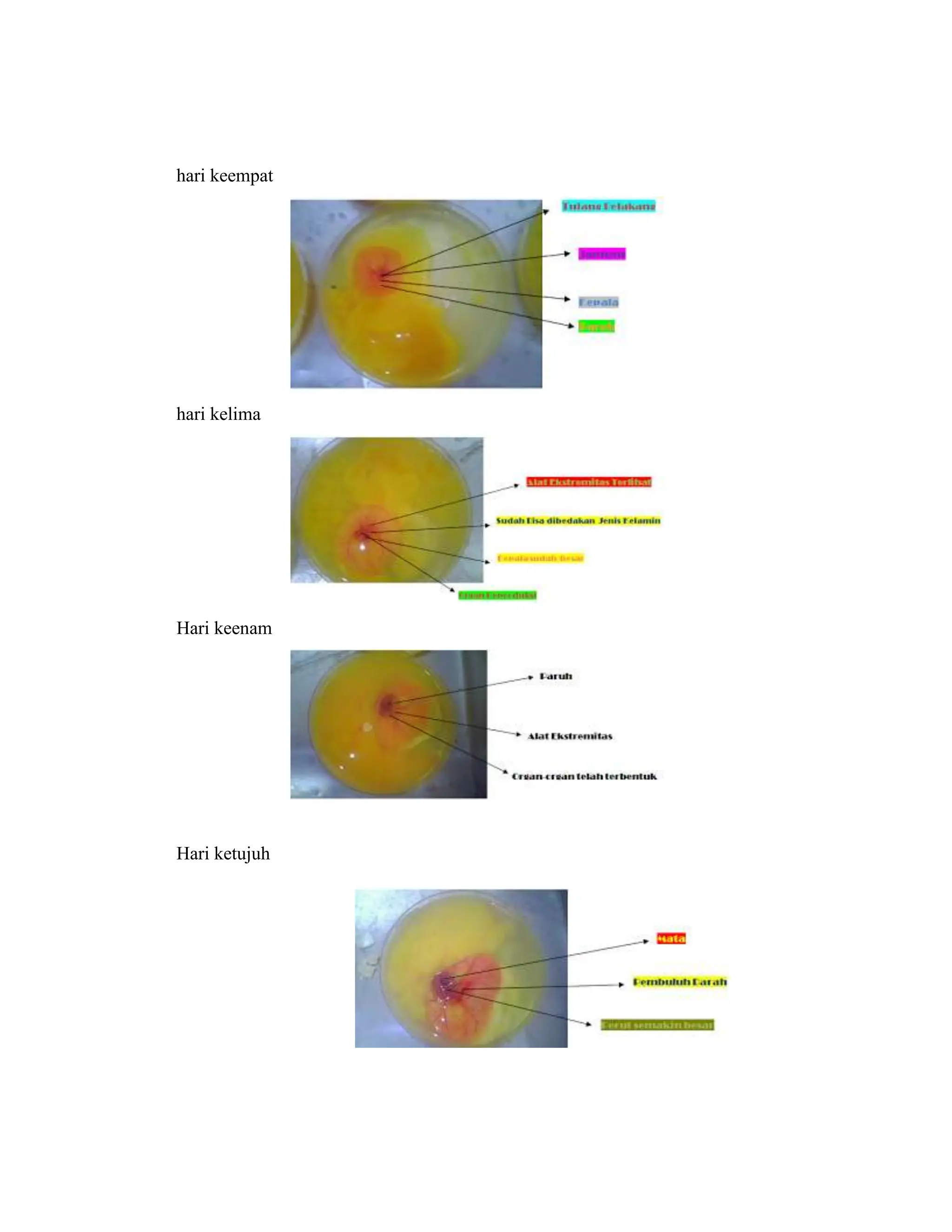 nanopdf.com_lap-embrio-ayam-biologi-dasar-embriologi-histologi-fkh-usk.pdf