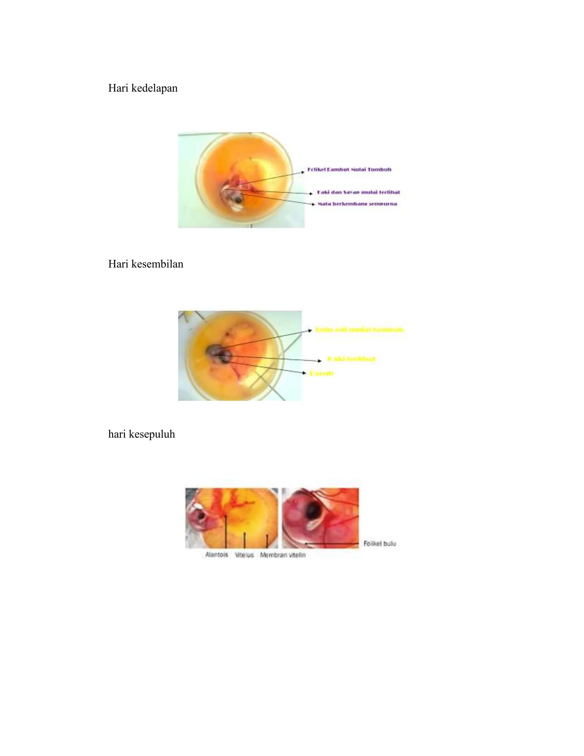 nanopdf.com_lap-embrio-ayam-biologi-dasar-embriologi-histologi-fkh-usk.pdf
