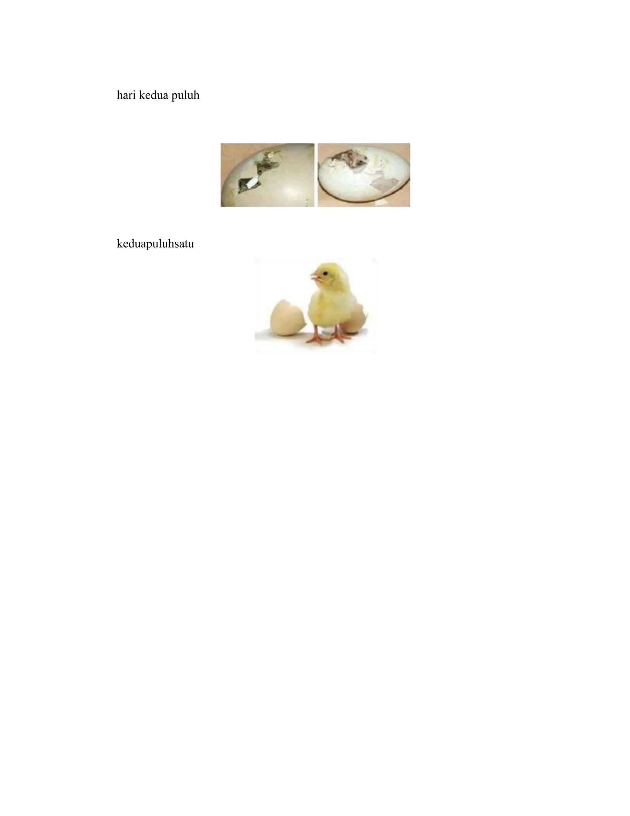 nanopdf.com_lap-embrio-ayam-biologi-dasar-embriologi-histologi-fkh-usk.pdf