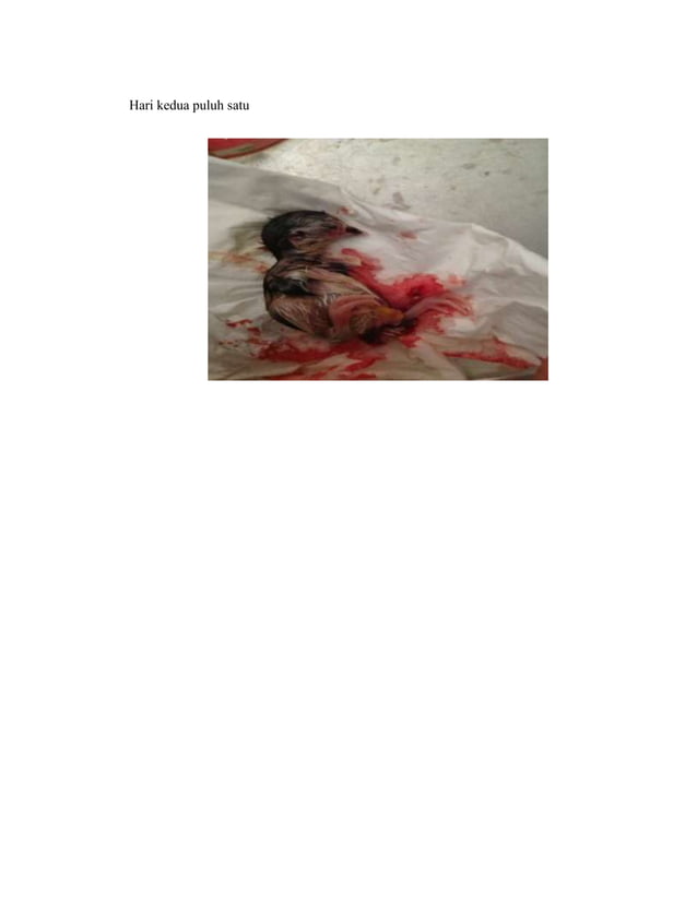 nanopdf.com_lap-embrio-ayam-biologi-dasar-embriologi-histologi-fkh-usk.pdf