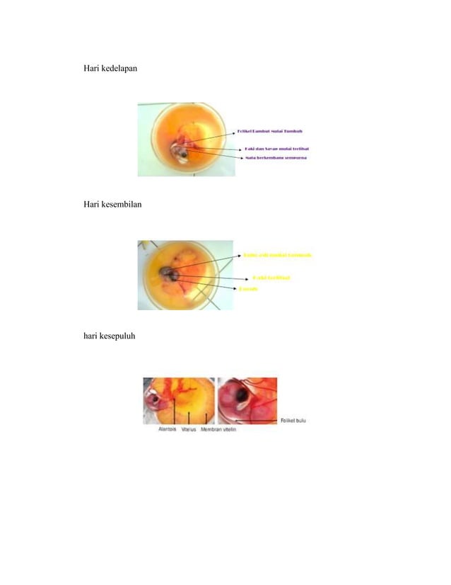 nanopdf.com_lap-embrio-ayam-biologi-dasar-embriologi-histologi-fkh-usk.pdf