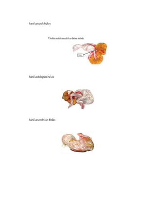 nanopdf.com_lap-embrio-ayam-biologi-dasar-embriologi-histologi-fkh-usk.pdf
