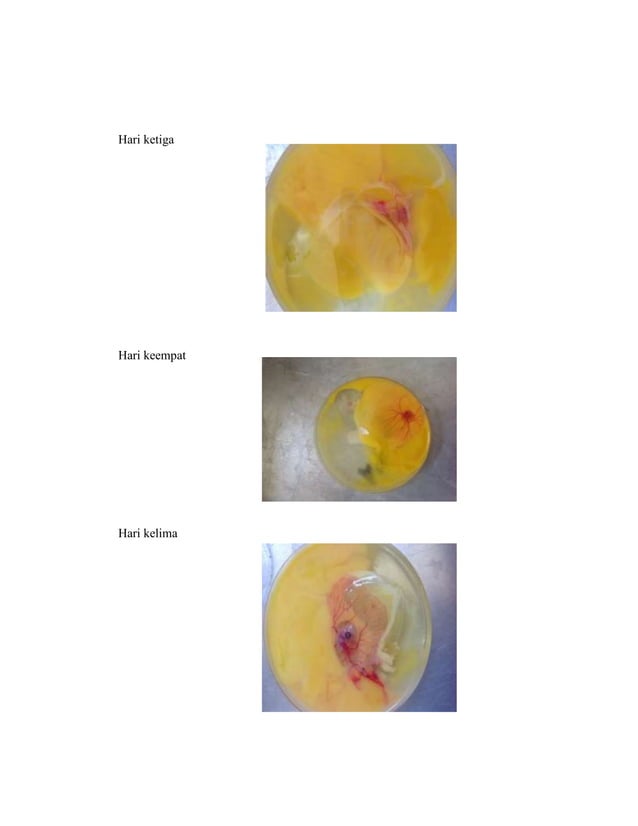 nanopdf.com_lap-embrio-ayam-biologi-dasar-embriologi-histologi-fkh-usk.pdf
