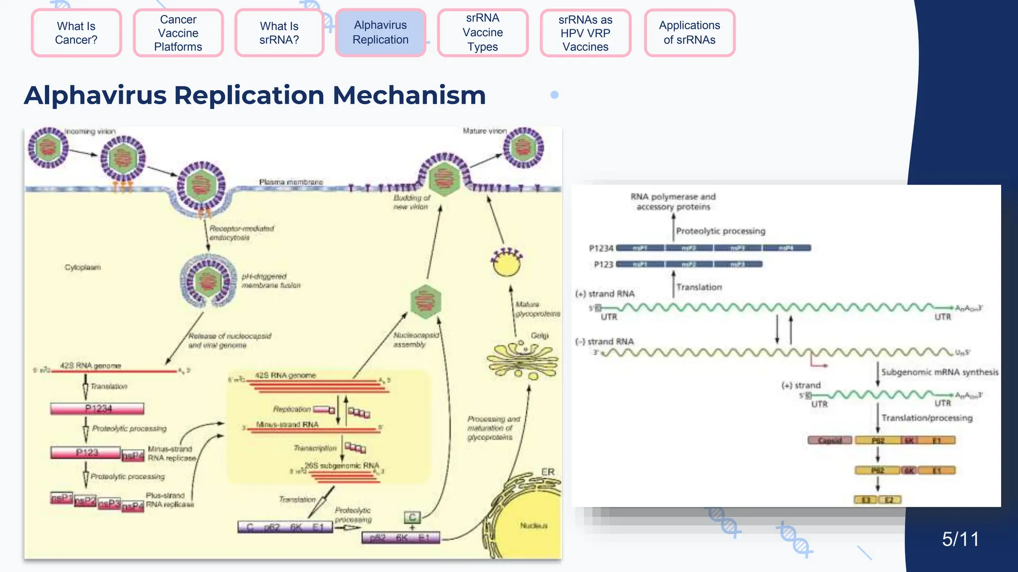 srRNA-based Cancer Vaccines.pptx