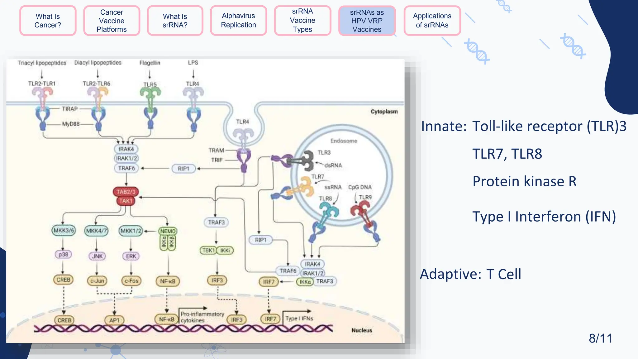srRNA-based Cancer Vaccines.pptx