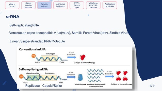srRNA-based Cancer Vaccines.pptx