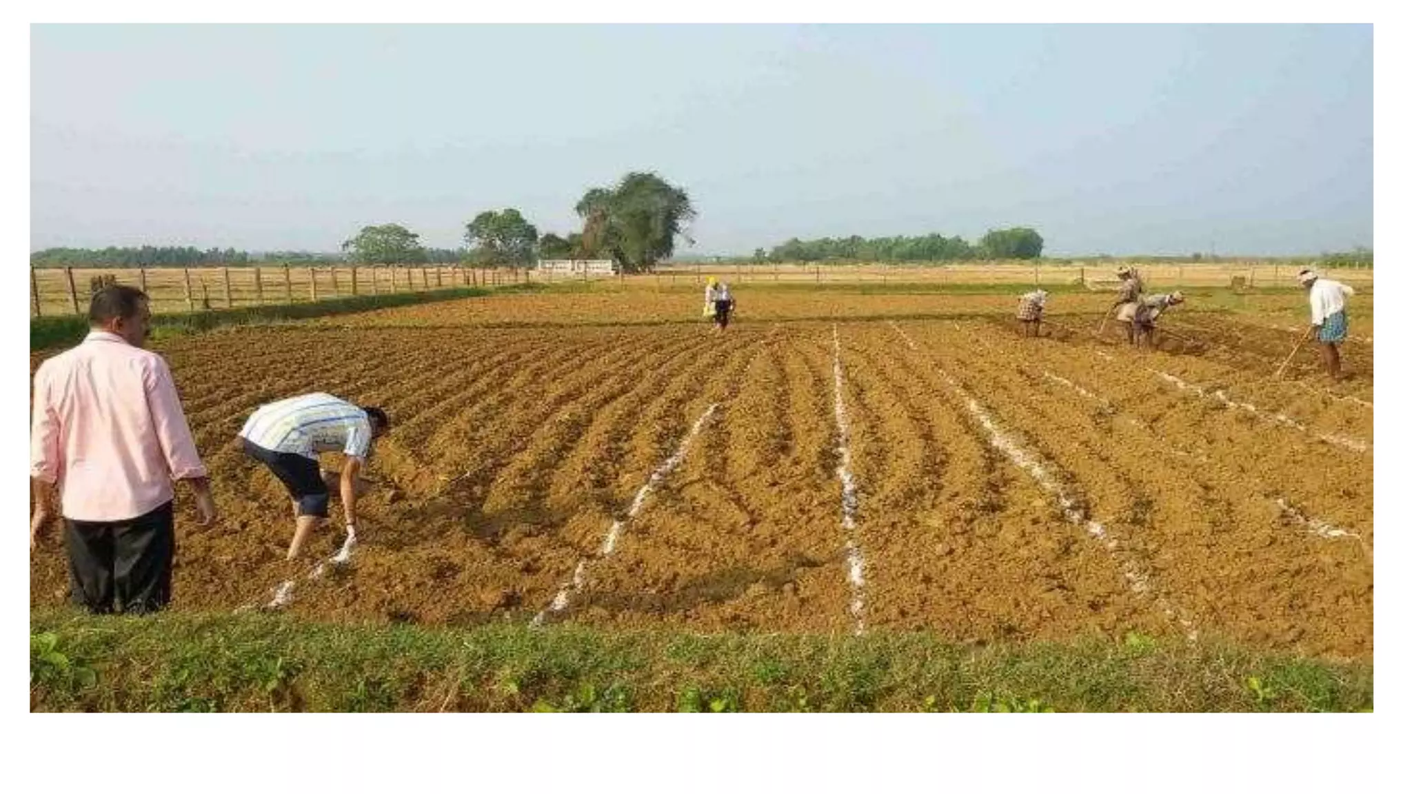 Srt (saguna rice technolgy) | PPTX