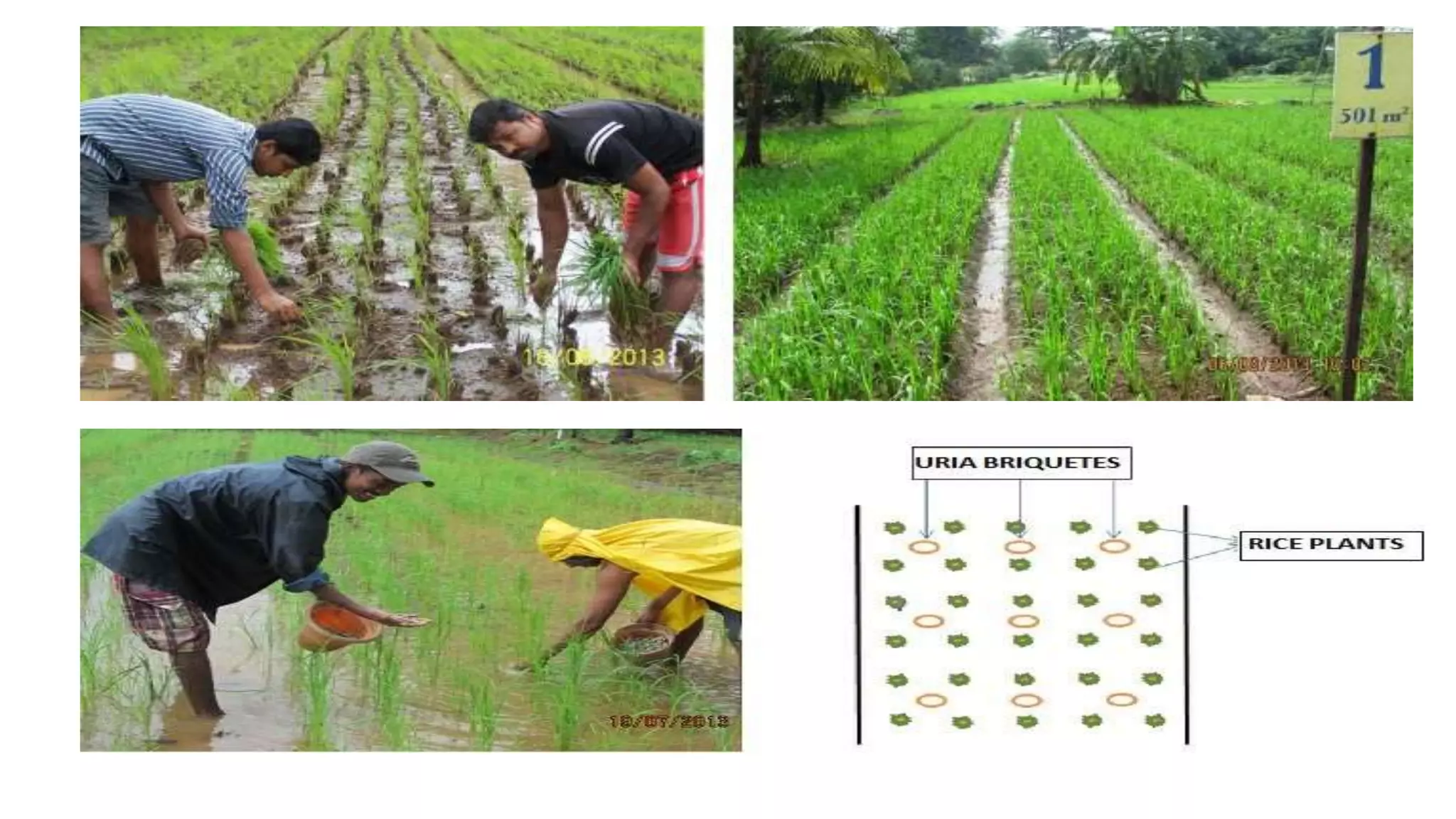 Srt (saguna rice technolgy) | PPTX