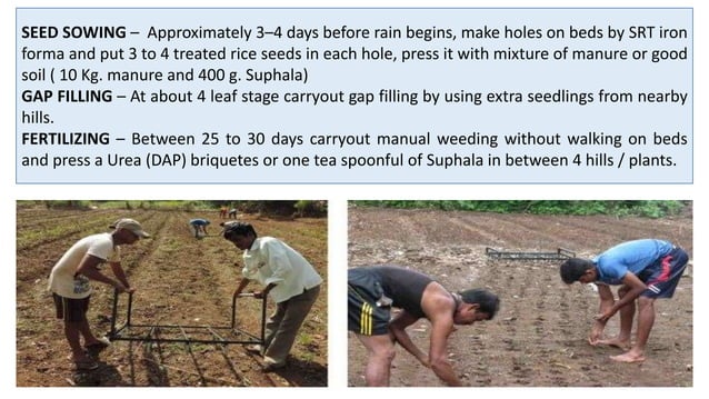 Srt (saguna rice technolgy) | PPTX | Agriculture | Industries