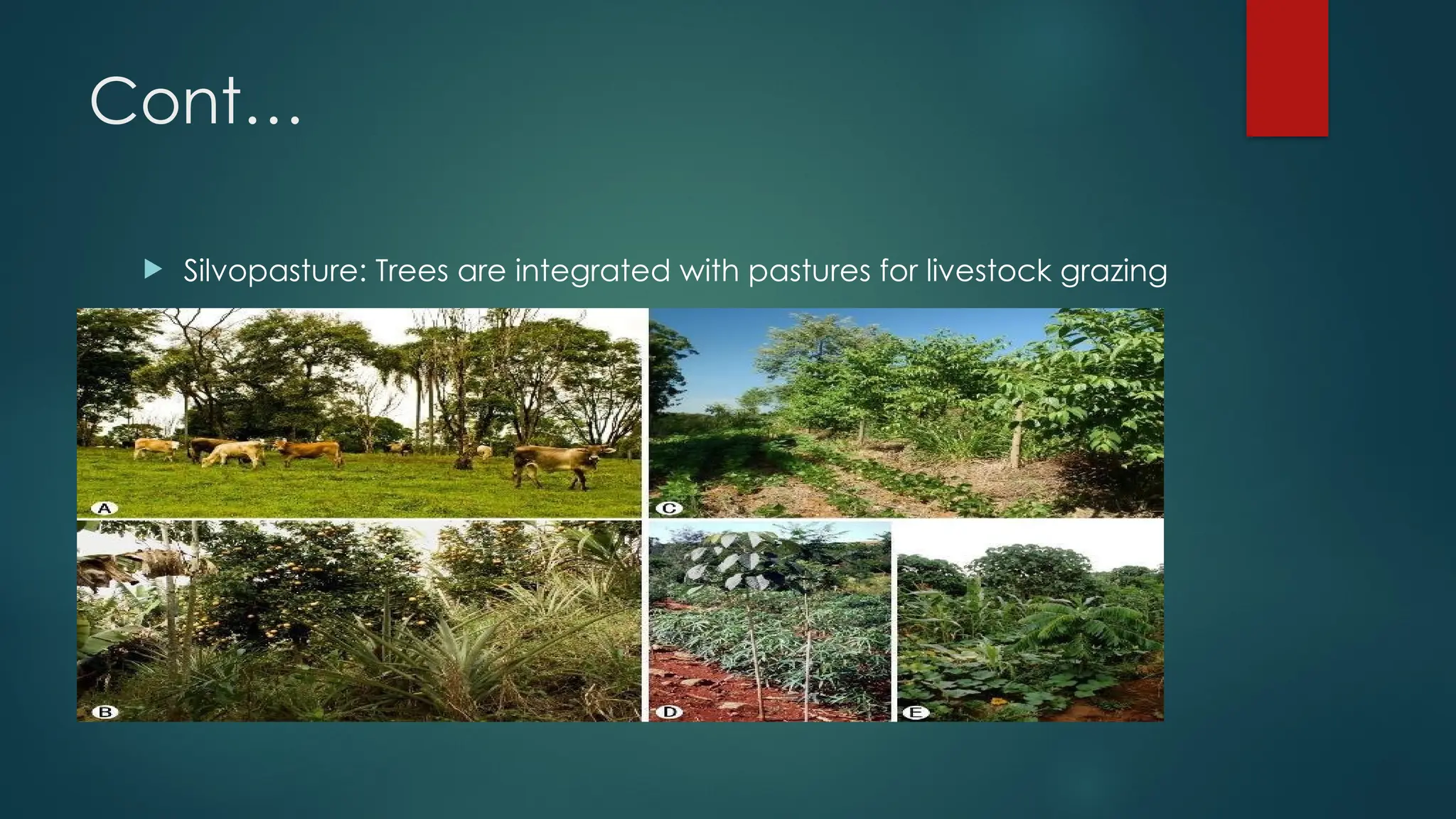 SRUCTURAL CLASSIFICAION OF AGROFORESTRY SYSTEM.pptx