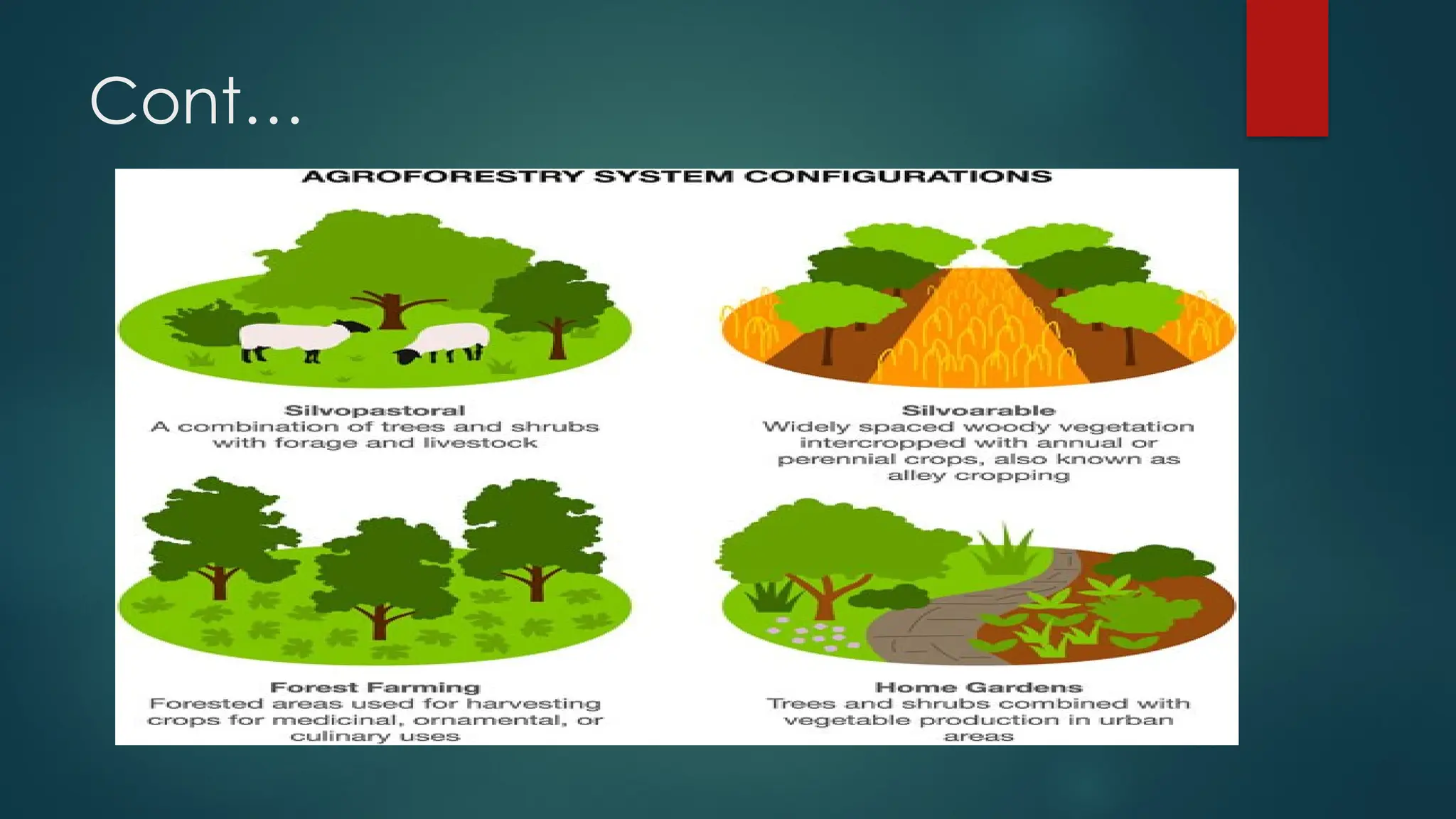 SRUCTURAL CLASSIFICAION OF AGROFORESTRY SYSTEM.pptx