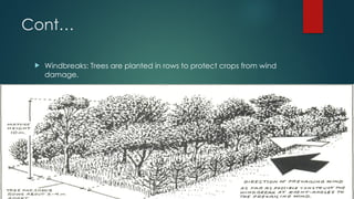 SRUCTURAL CLASSIFICAION OF AGROFORESTRY SYSTEM.pptx