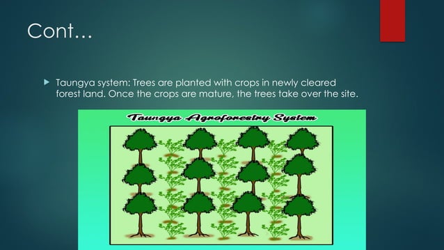 SRUCTURAL CLASSIFICAION OF AGROFORESTRY SYSTEM.pptx