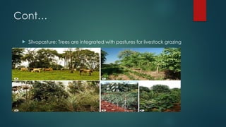 SRUCTURAL CLASSIFICAION OF AGROFORESTRY SYSTEM.pptx