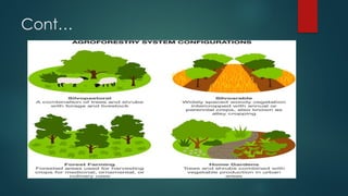 SRUCTURAL CLASSIFICAION OF AGROFORESTRY SYSTEM.pptx