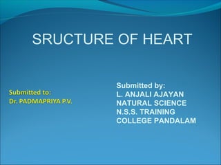 Sructure of heart | PPT