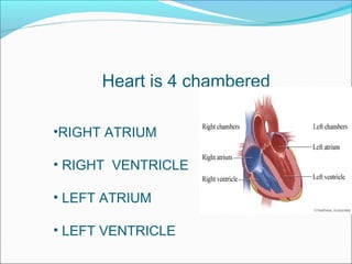 Sructure of heart | PPT