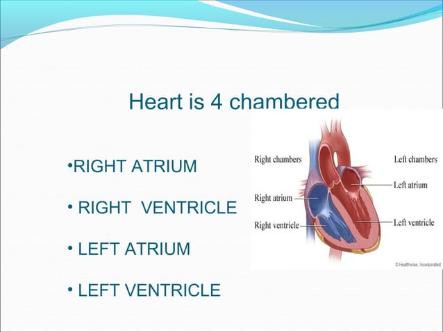 Sructure of heart | PPT