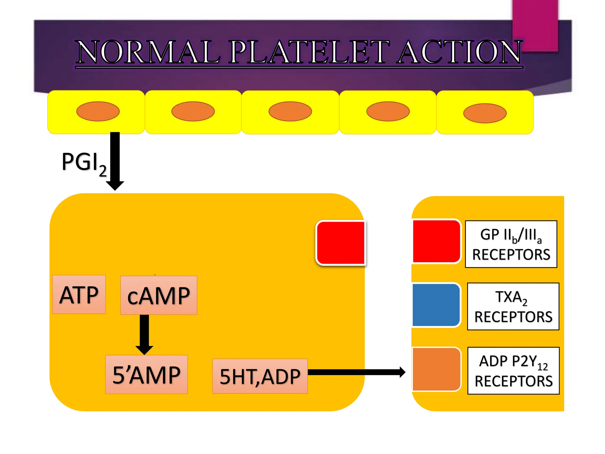 ANTIPLATELET DRUGS FROM PHARMACOLOGY.pptx