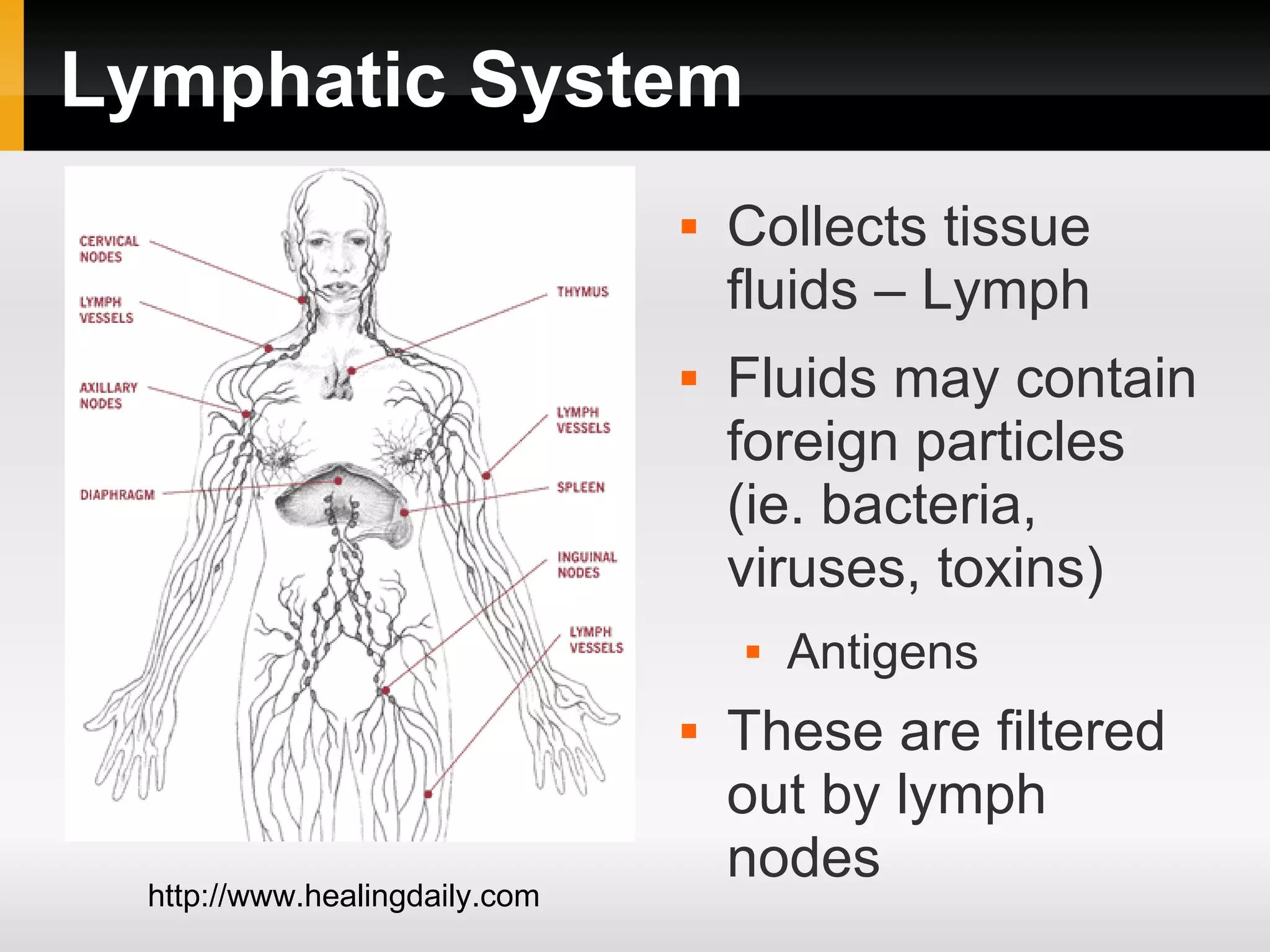 Lymph Node - 10min Demo Lecture | PPT