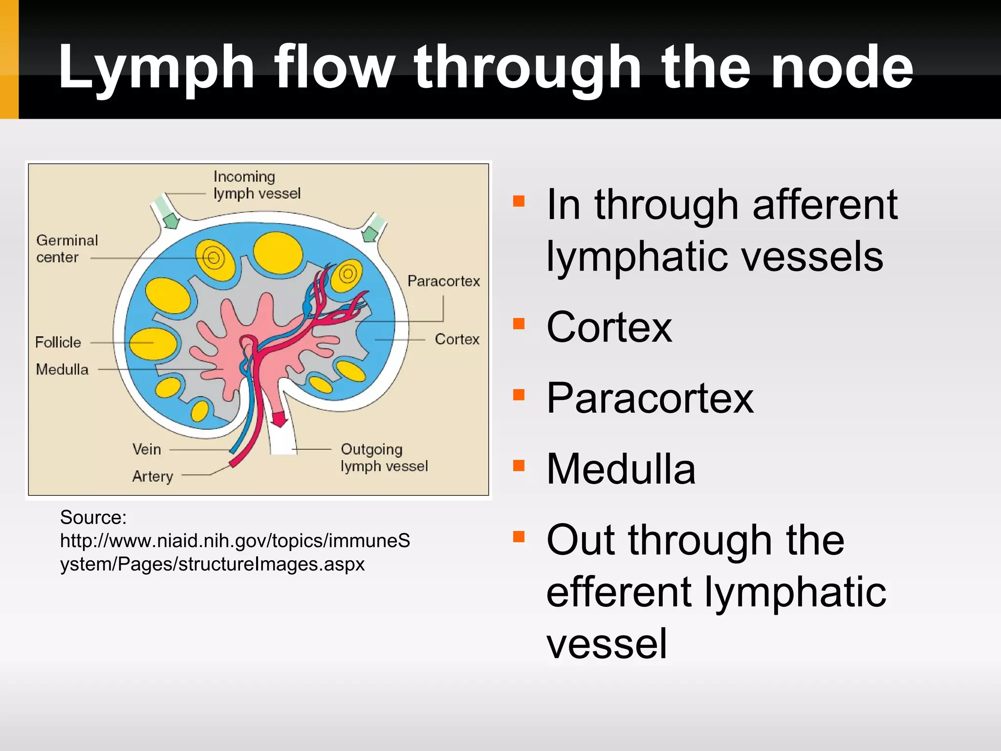 Lymph Node - 10min Demo Lecture | PPT