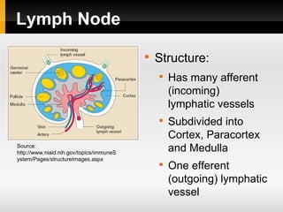 Lymph Node - 10min Demo Lecture | PPT