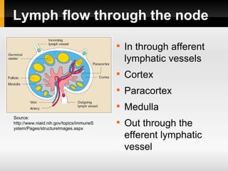 Lymph Node - 10min Demo Lecture | PPT