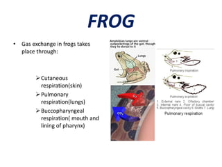 Respiration in animals | PPTX