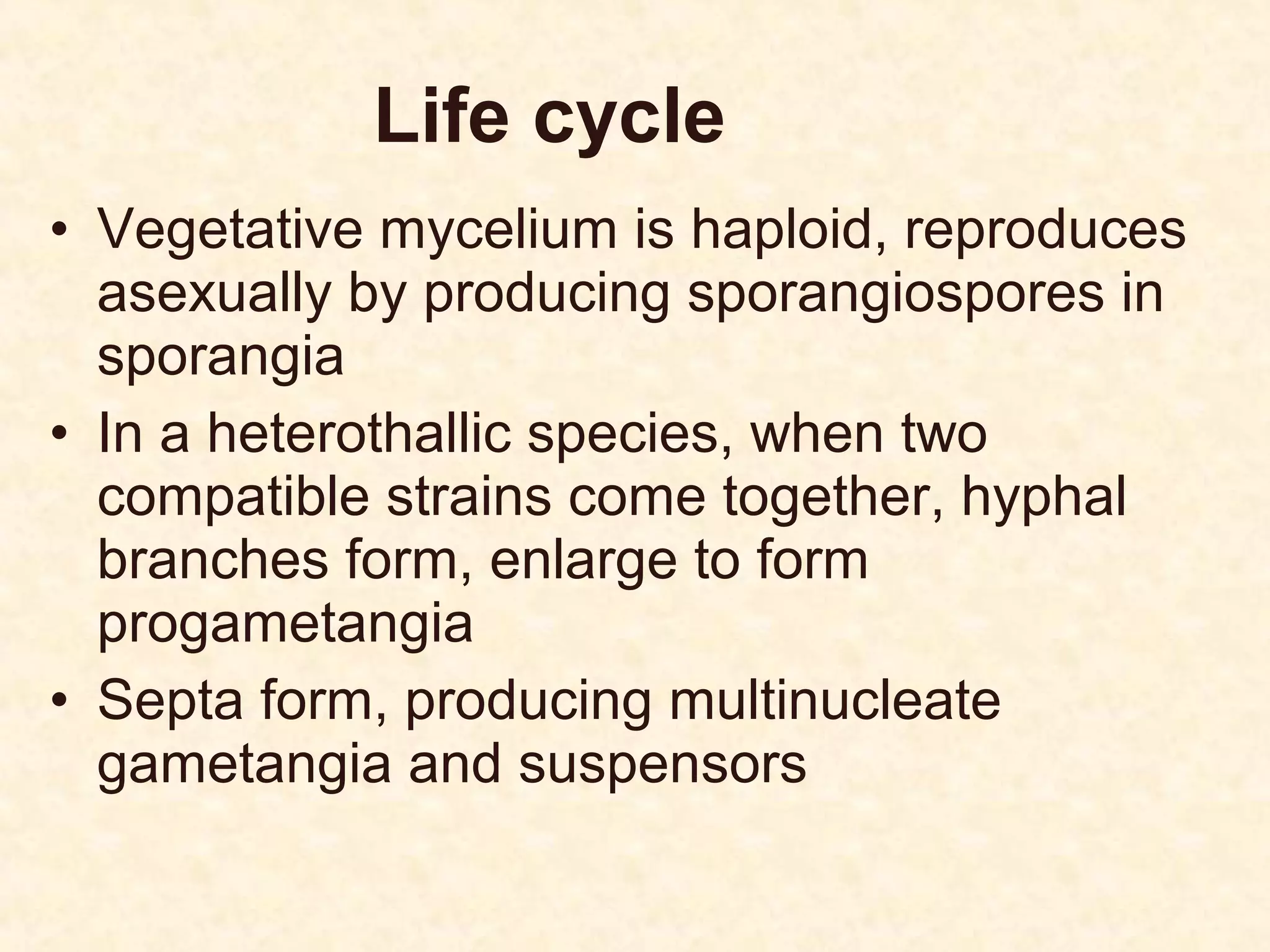 Zygomycotina | PPT