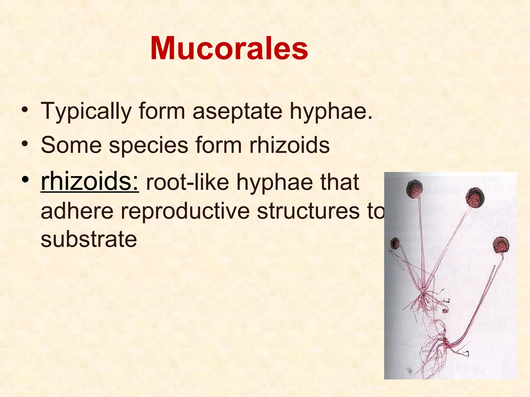 Zygomycotina | PPT