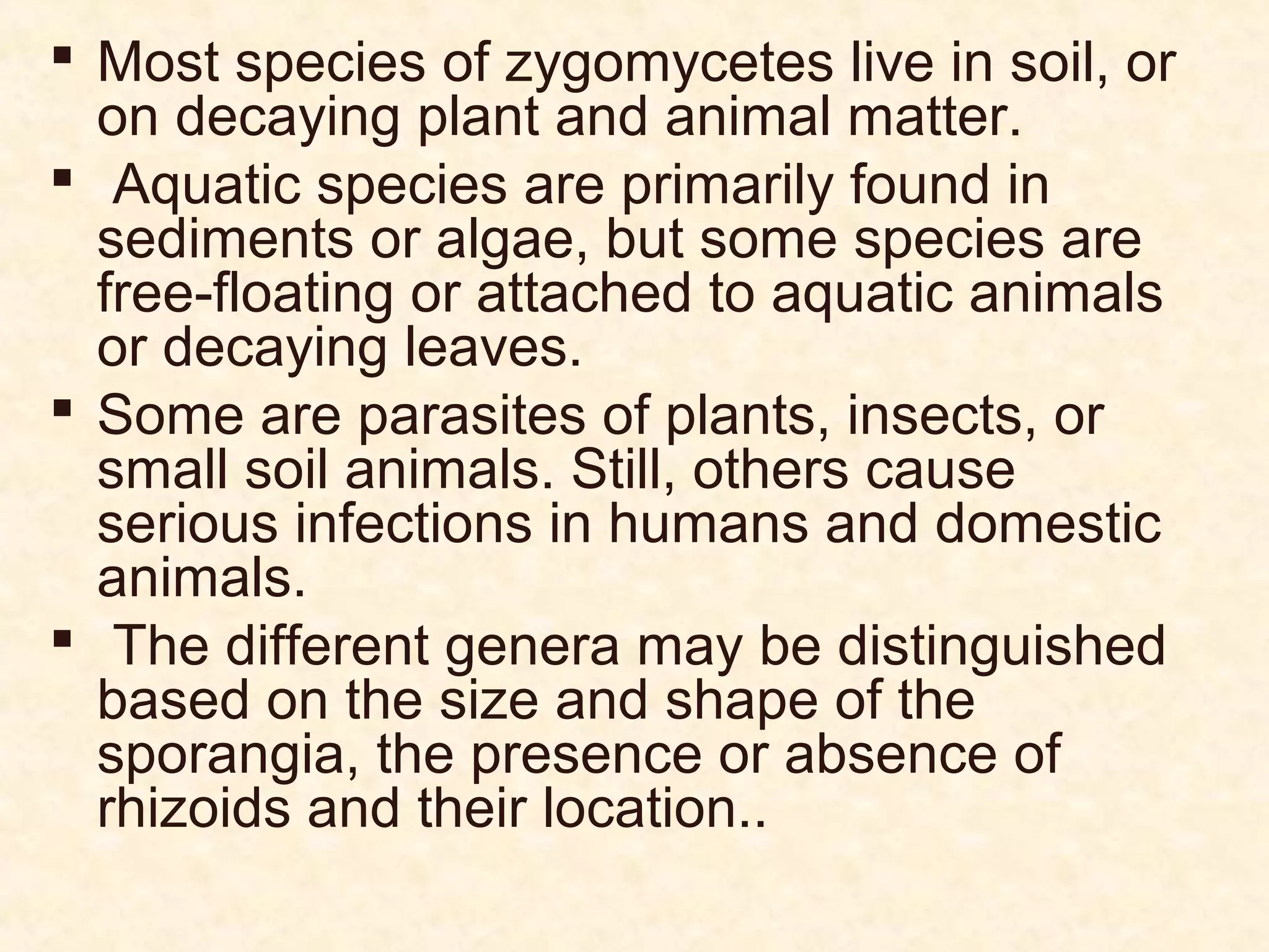 Zygomycotina | PPT