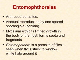 Zygomycotina | PPT