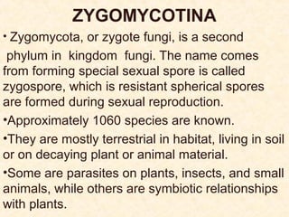 Zygomycotina | PPT | Gardening | Home & Garden