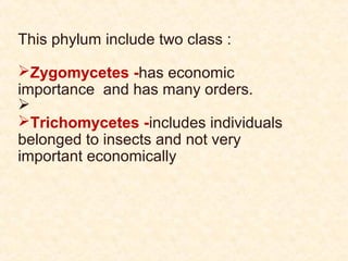 Zygomycotina | PPT | Gardening | Home & Garden
